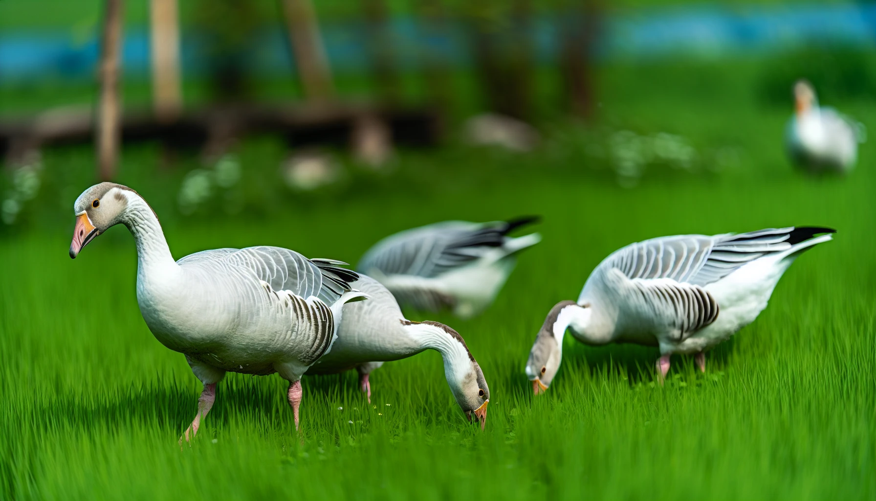 Choosing the Right Breed of Goose | Amaral Farm