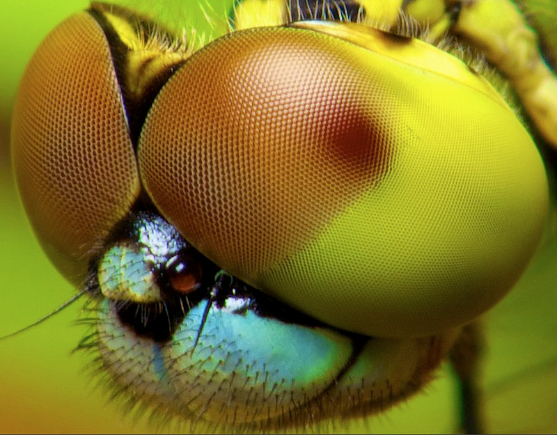 Unveiling Ants' Remarkable Vision: Do They Possess 360 Vision?