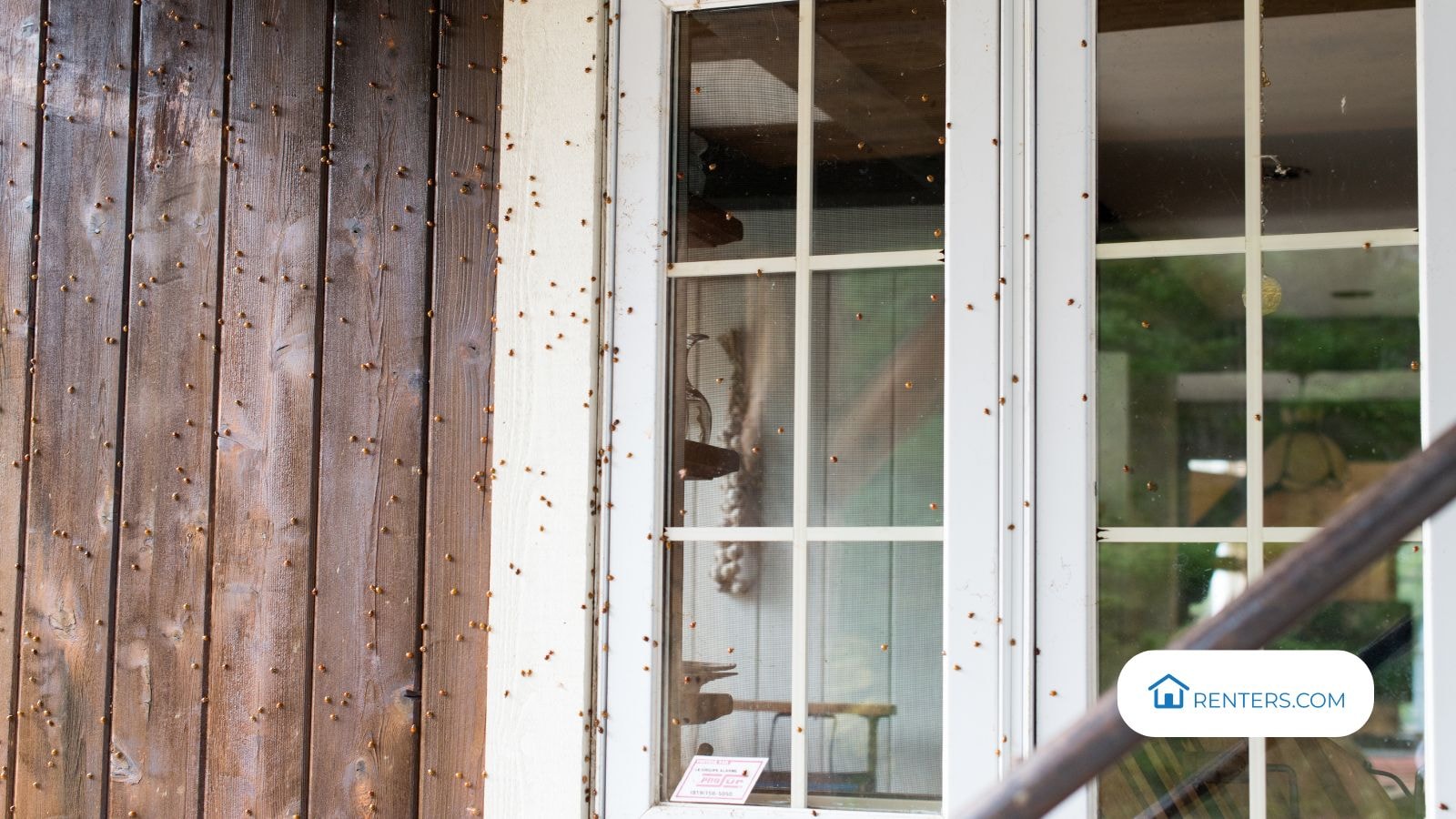 How to Get Rid of Ladybugs in Your House Quickly and Safely