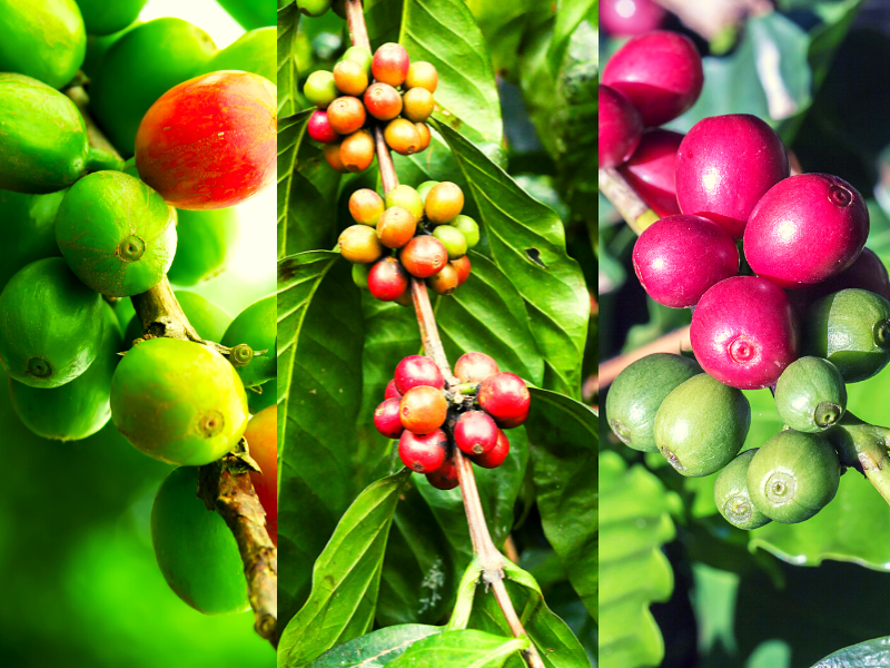 Café é fruta, você sabia? Conheça as características