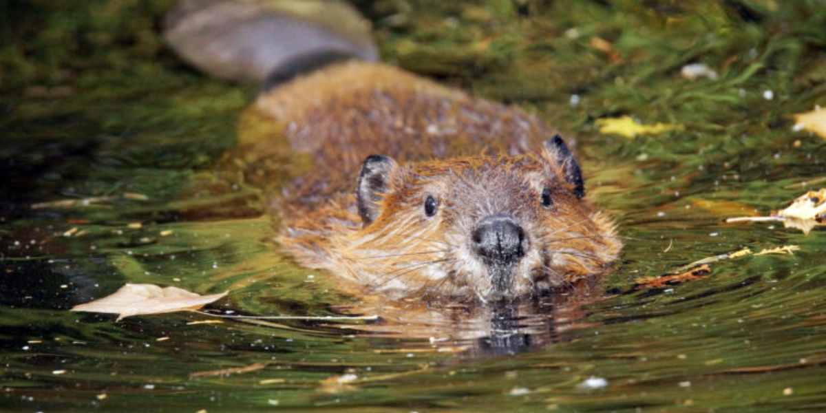 Discover Unique And Interesting Animals In Kentucky