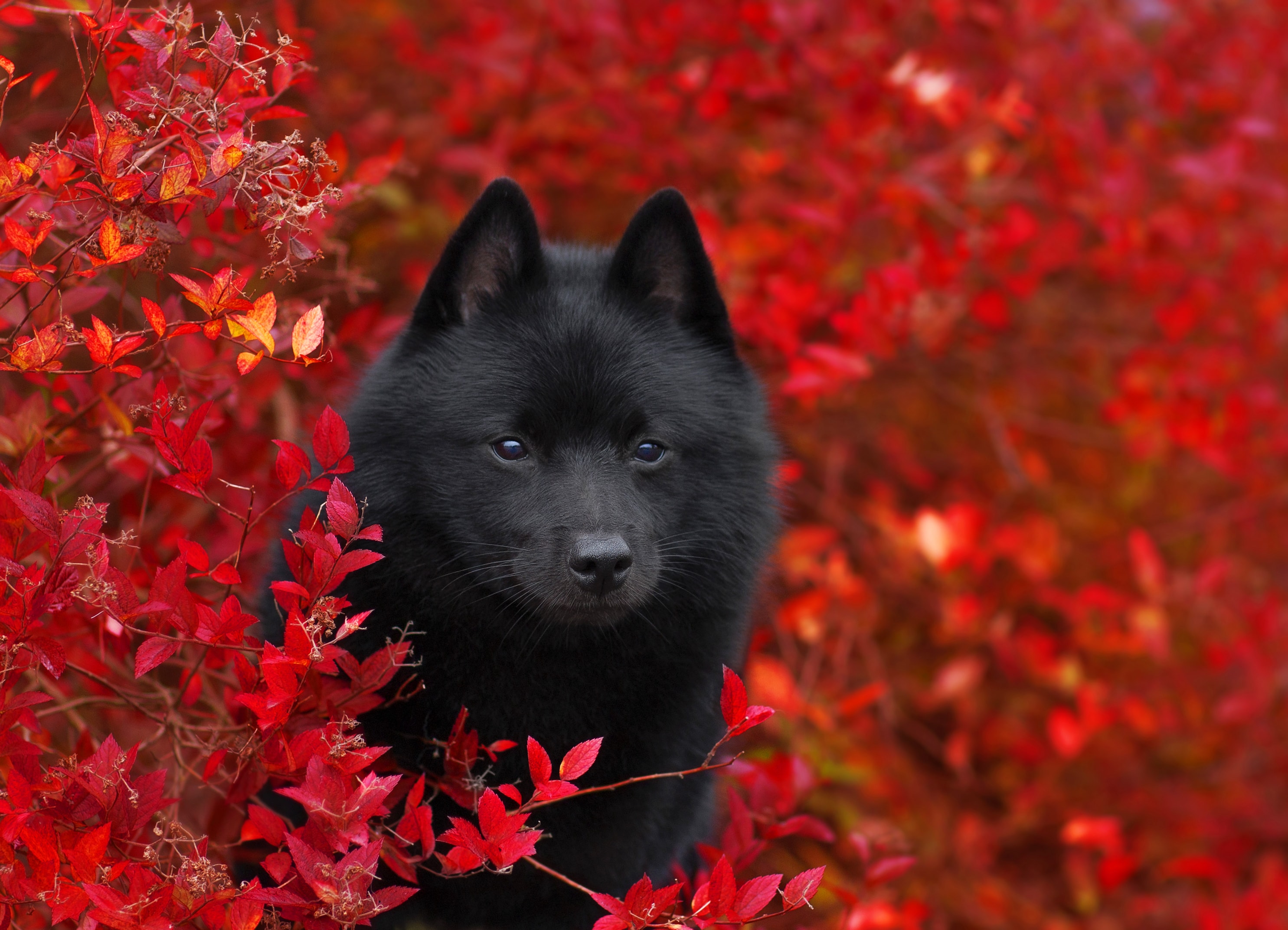Schipperke - FurLyfe!