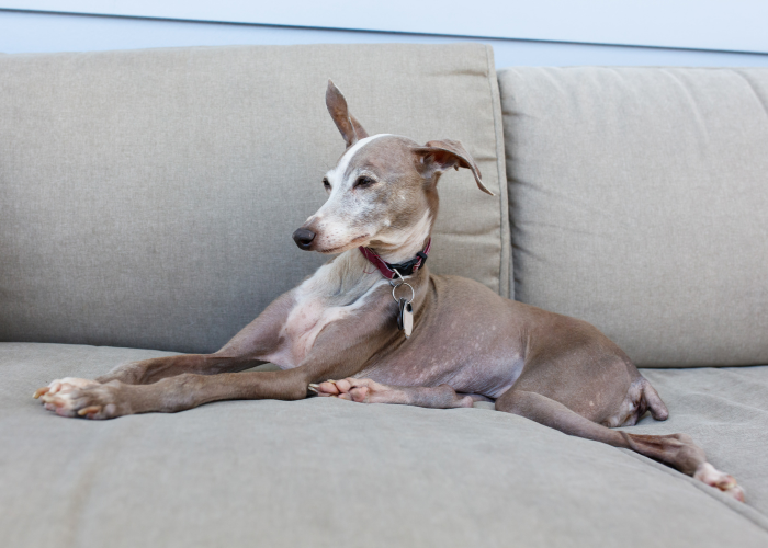 16 Small Dog Breeds With Long Legs (Must-See Pictures!)