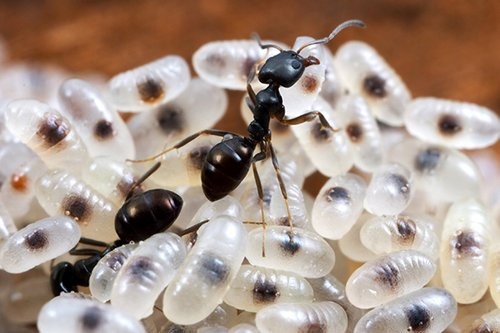 Unlocking the Mysteries: What do Ant Eggs Look Like?