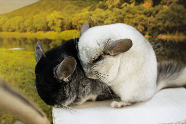 Chinchilla Breeds: Everything You Need to Know About These Adorable ...