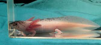 15 Axolotl Color Morphs - ReptileStartUp.com