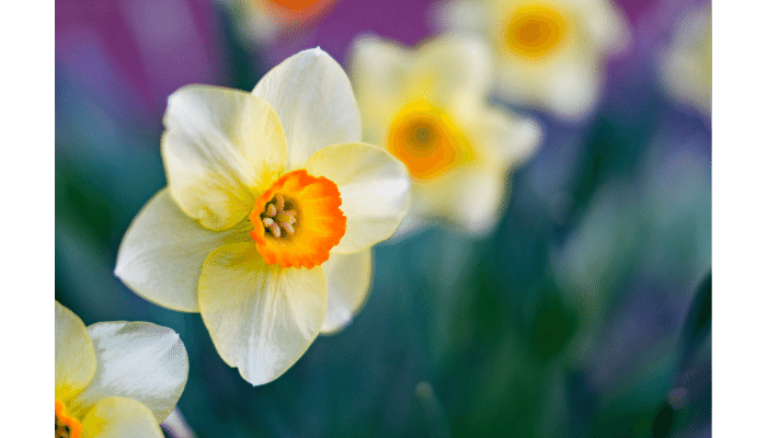 When do Daffodils bloom? | Amaral Farm