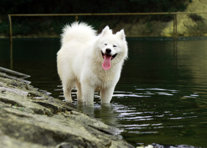 23 Cold Weather Dog Breeds (That Love Snow and Winter!)