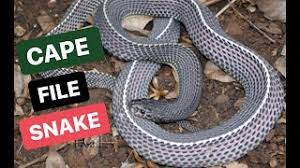 Are There Purple Snakes : 13 Beautiful Purple Snakes With Pictures and ...