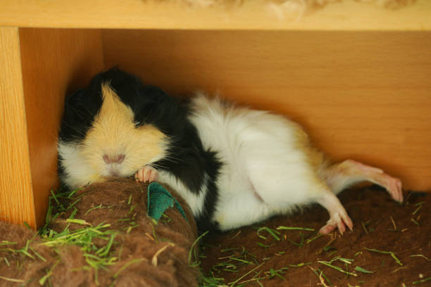 Guinea Pigs' Temperature: Exciting Facts to Note - Exotic Pet Secrets