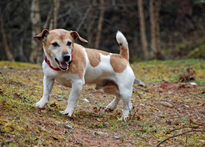 14 Small Tan and White Dog Breeds (With Pictures)