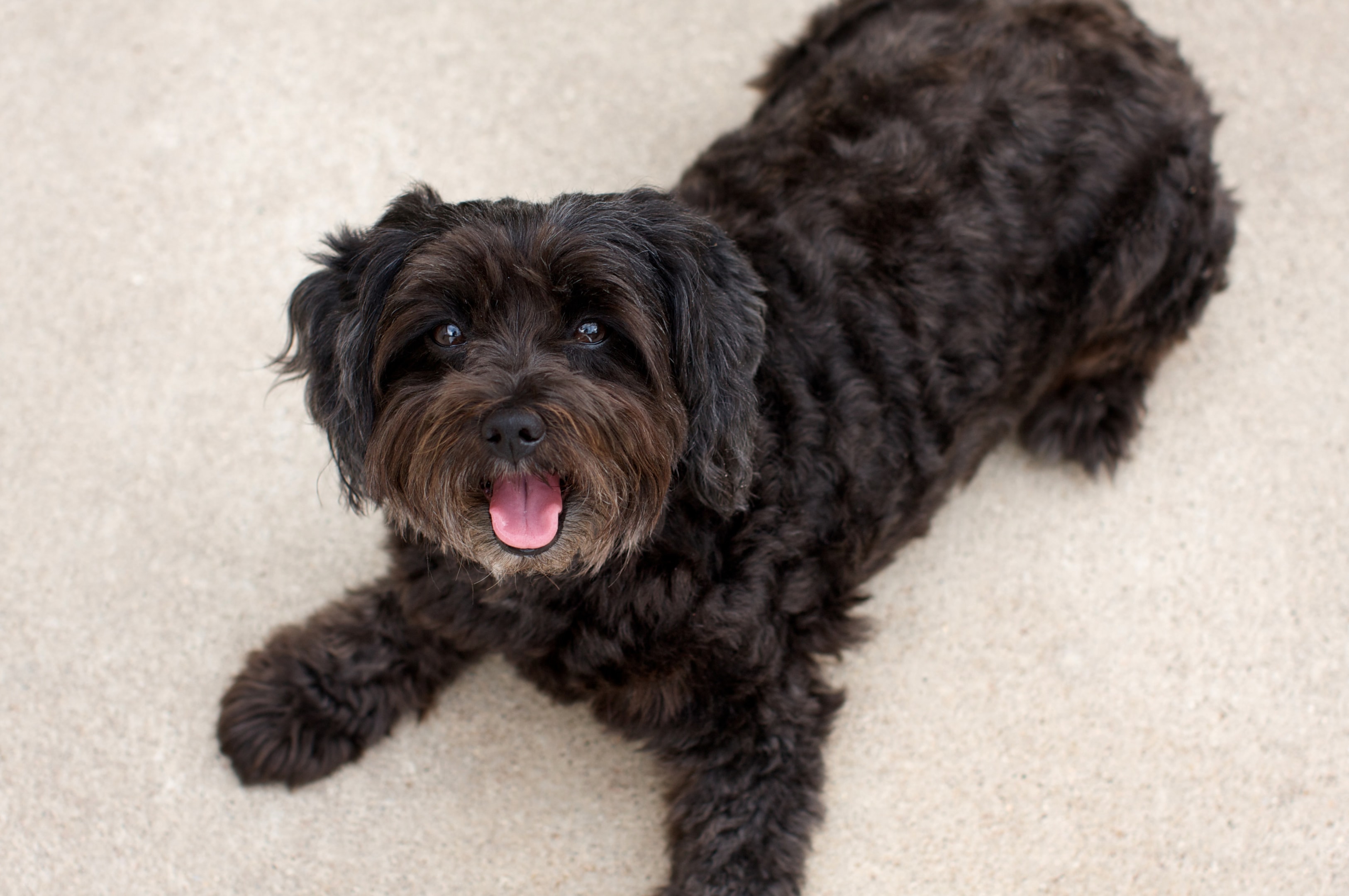 Schnoodle: The Perfect Poodle-Schnauzer Mix for Your Family - FurLyfe!