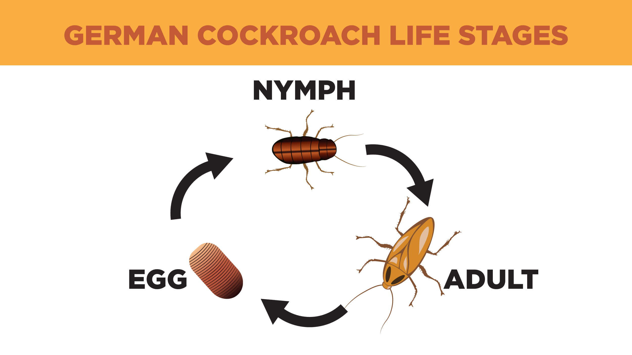 German Roach Infestation? Permanently Eliminate with These Tips