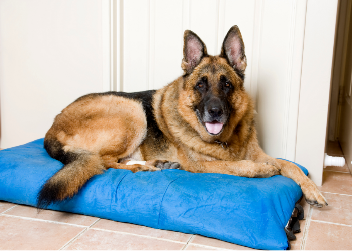 How Cold Can a German Shepherd Tolerate (Safety Advice)