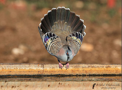 Unveiling the Fascinating Mating Rituals of Pigeons