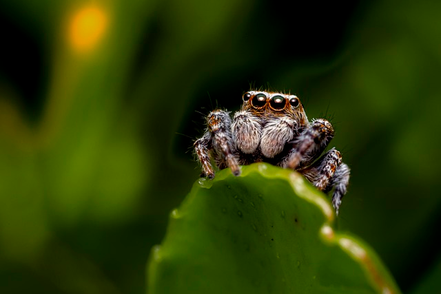 8 Jumping Spider Pets - ReptileStartUp.com