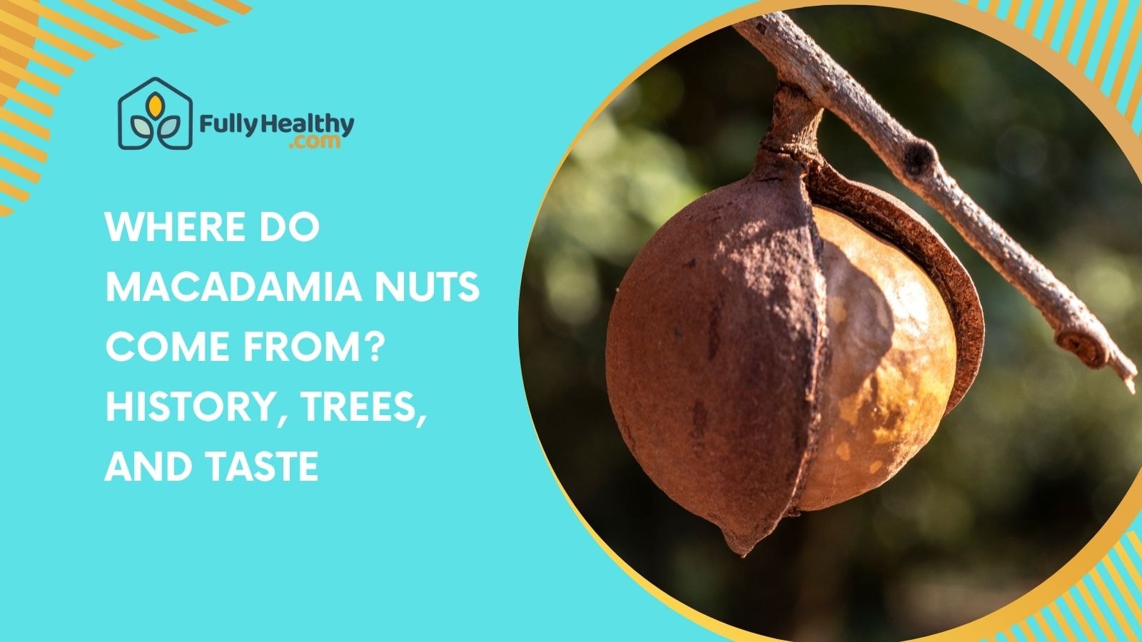 Where Do Macadamia Nuts Come From? History, Trees, and Taste