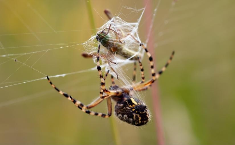 Spiders vs. Roaches: Unveiling the Truth About Spider Predation