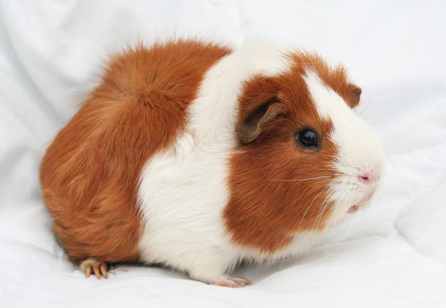 Guinea Pigs' Temperature: Exciting Facts to Note - Exotic Pet Secrets