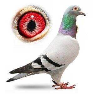 Fascinating Avian Speed: How Fast Can a Pigeon Fly?