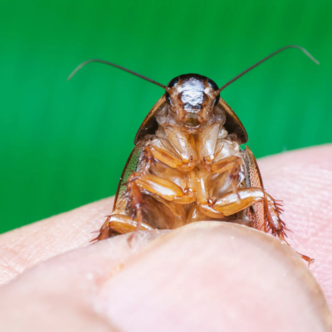 Nevada's Common Cockroaches: Unveiling the Pest Predicament
