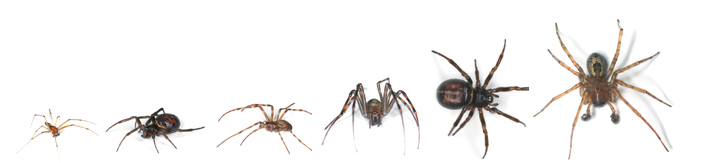 Are Spiders Cold-Blooded? Exploring the Thermoregulation of Arachnids