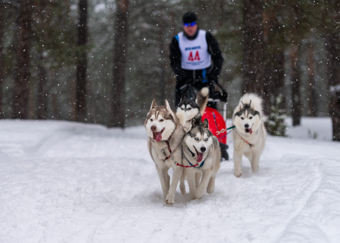 Top 15 Strongest Dog Breeds Pound for Pound (With Pictures)