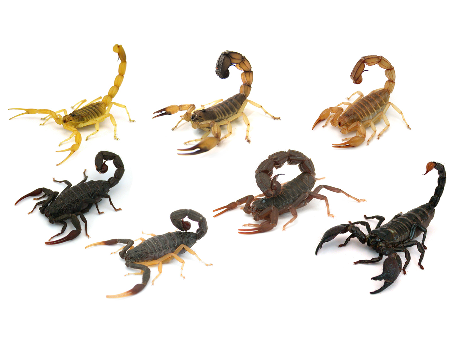 Scorpion Legs: Unveiling the Intricacies