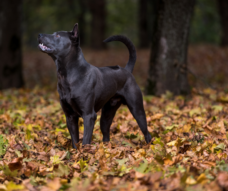 Thai Ridgeback - FurLyfe!