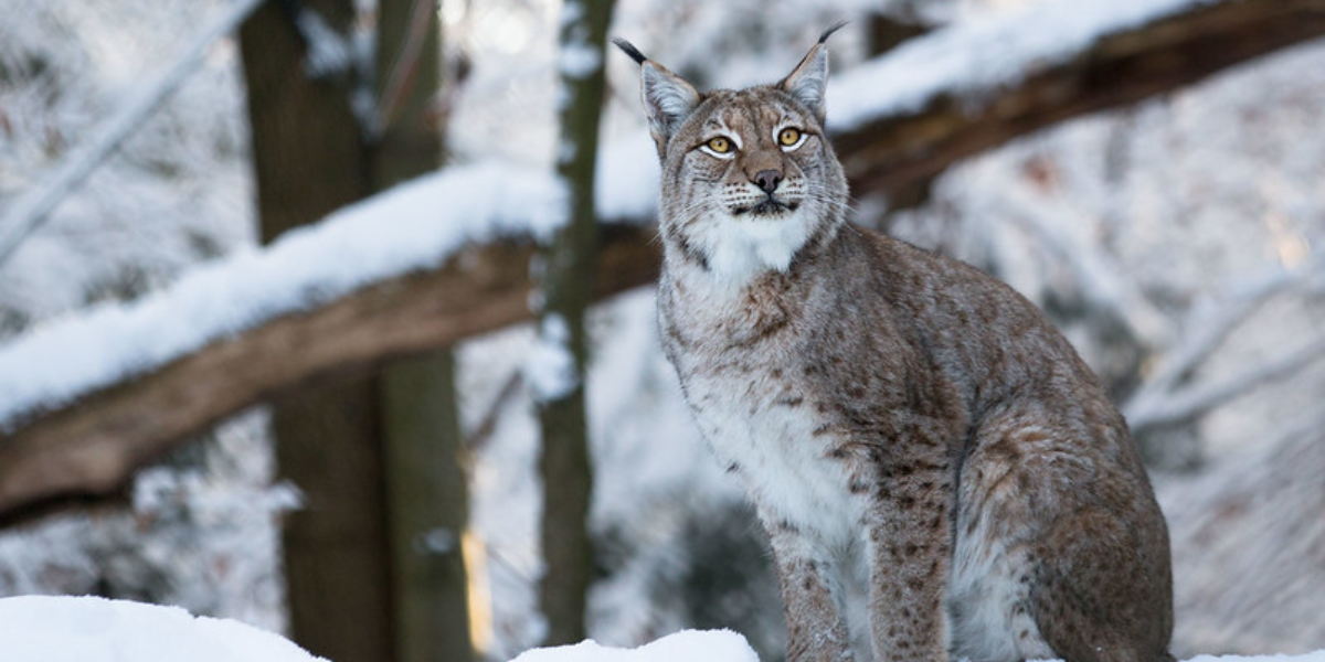 12 Interesting Animals In New Hampshire