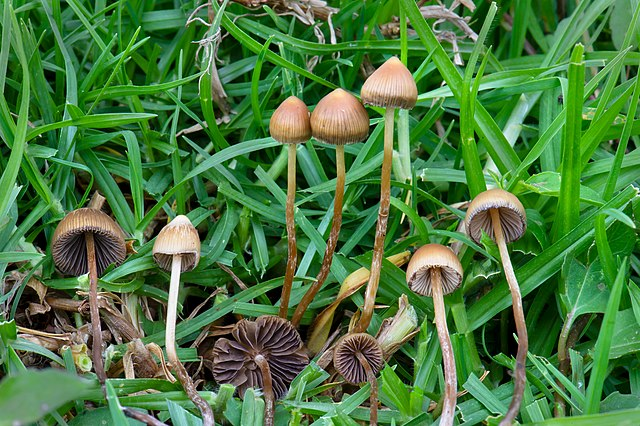 An Introductory Guide to Psilocybe Cubensis - 1UpMaps Psychedelics