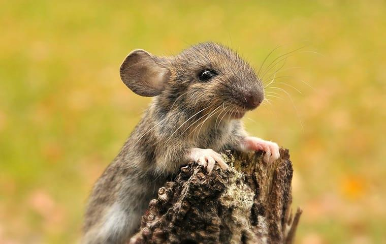 Mouse Adaptability: Surprising Tales of Mice in Varied Environments