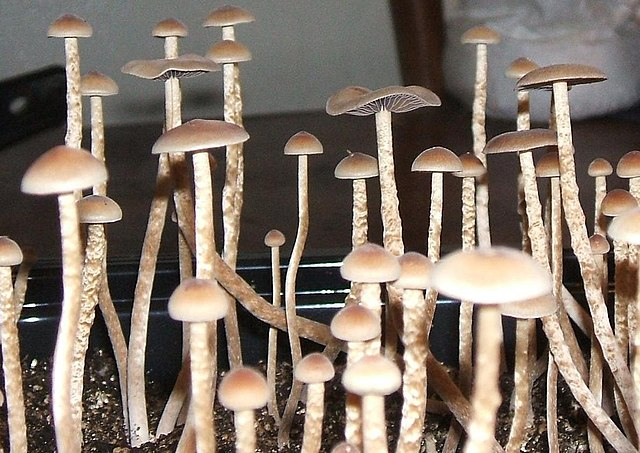 An Introductory Guide to Psilocybe Cubensis - 1UpMaps Psychedelics