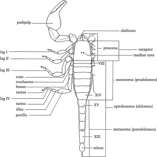Scorpion Legs: Unveiling the Intricacies