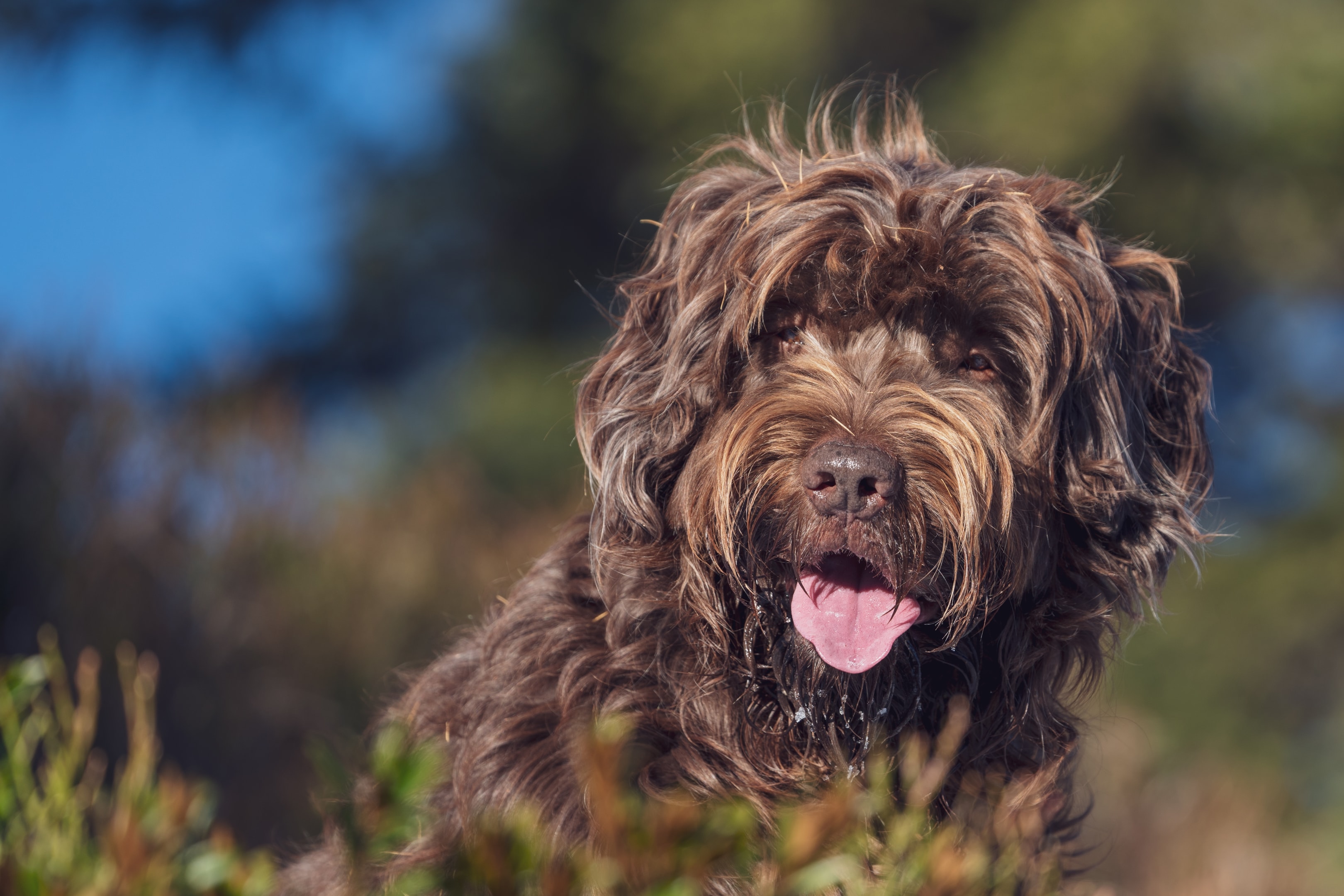 Pudelpointer - FurLyfe!