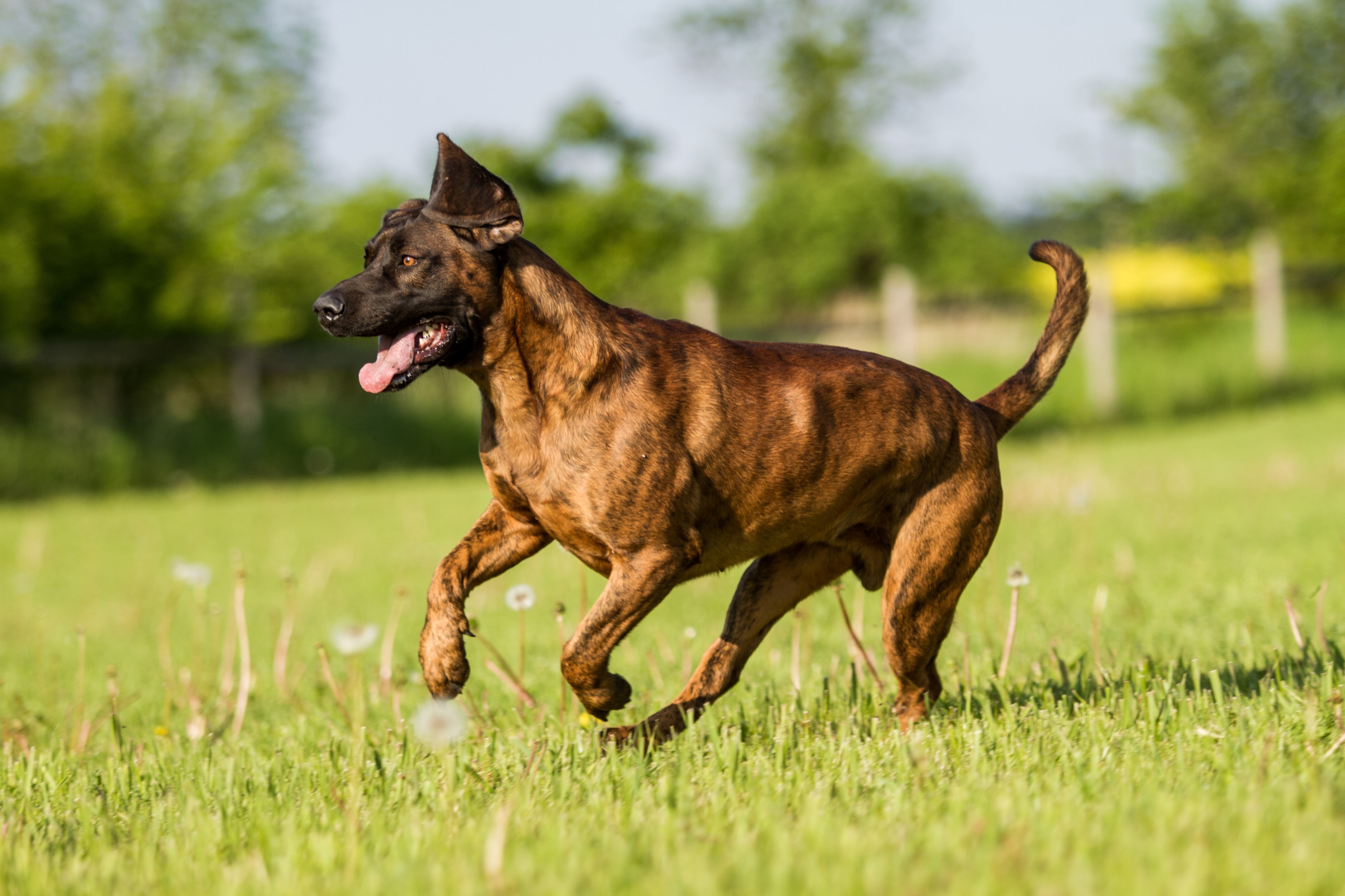 Hanoverian Scenthound - FurLyfe!