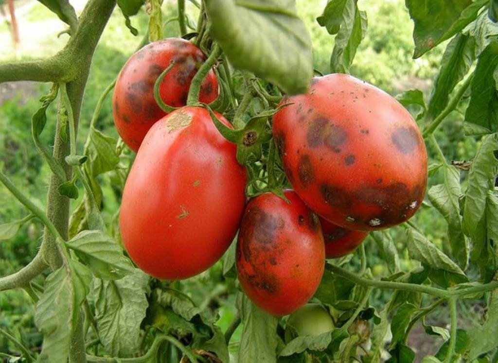 Choroby pomidorów: Jak je rozpoznać i skutecznie zwalczać?