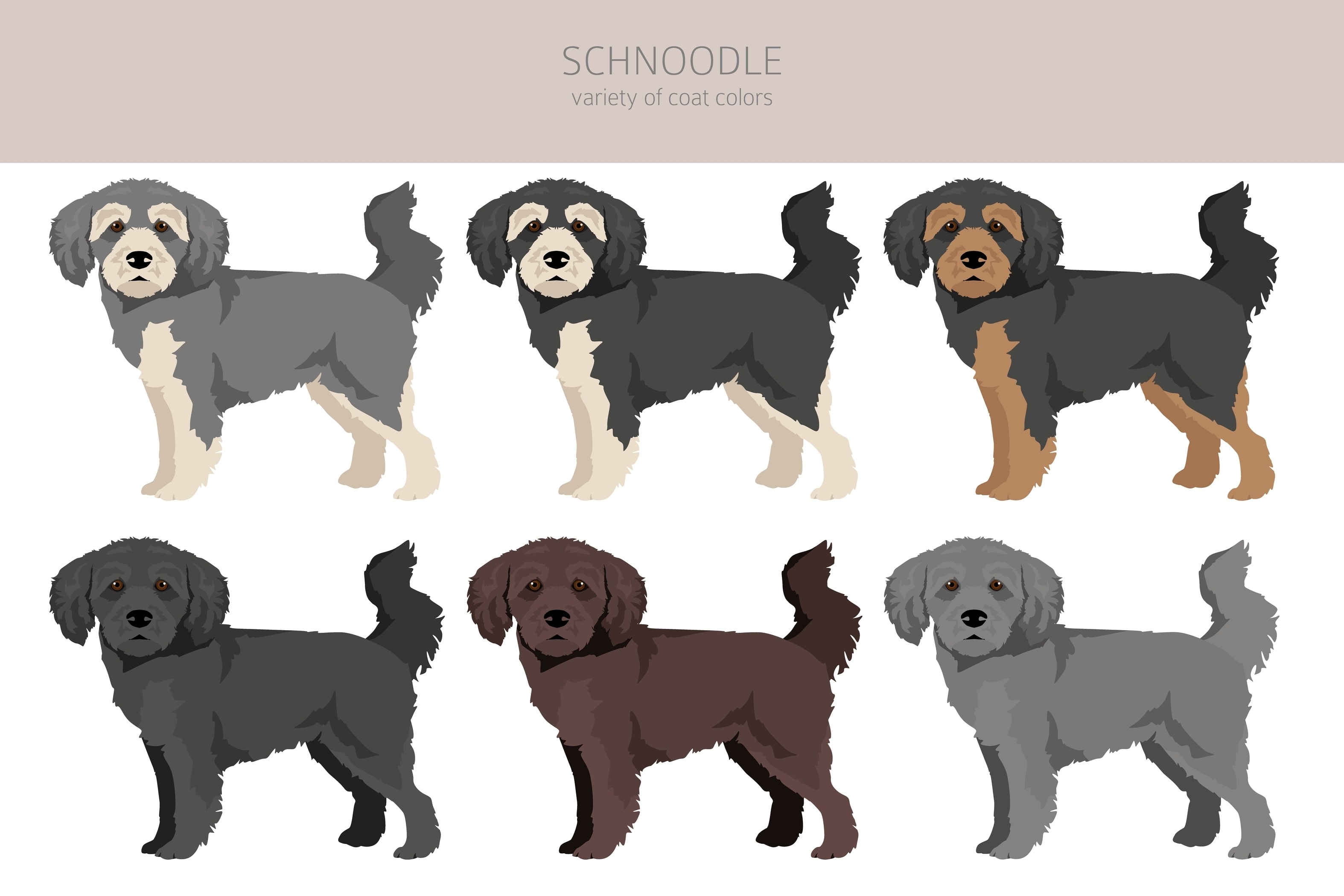 Schnoodle: The Perfect Poodle-Schnauzer Mix for Your Family - FurLyfe!
