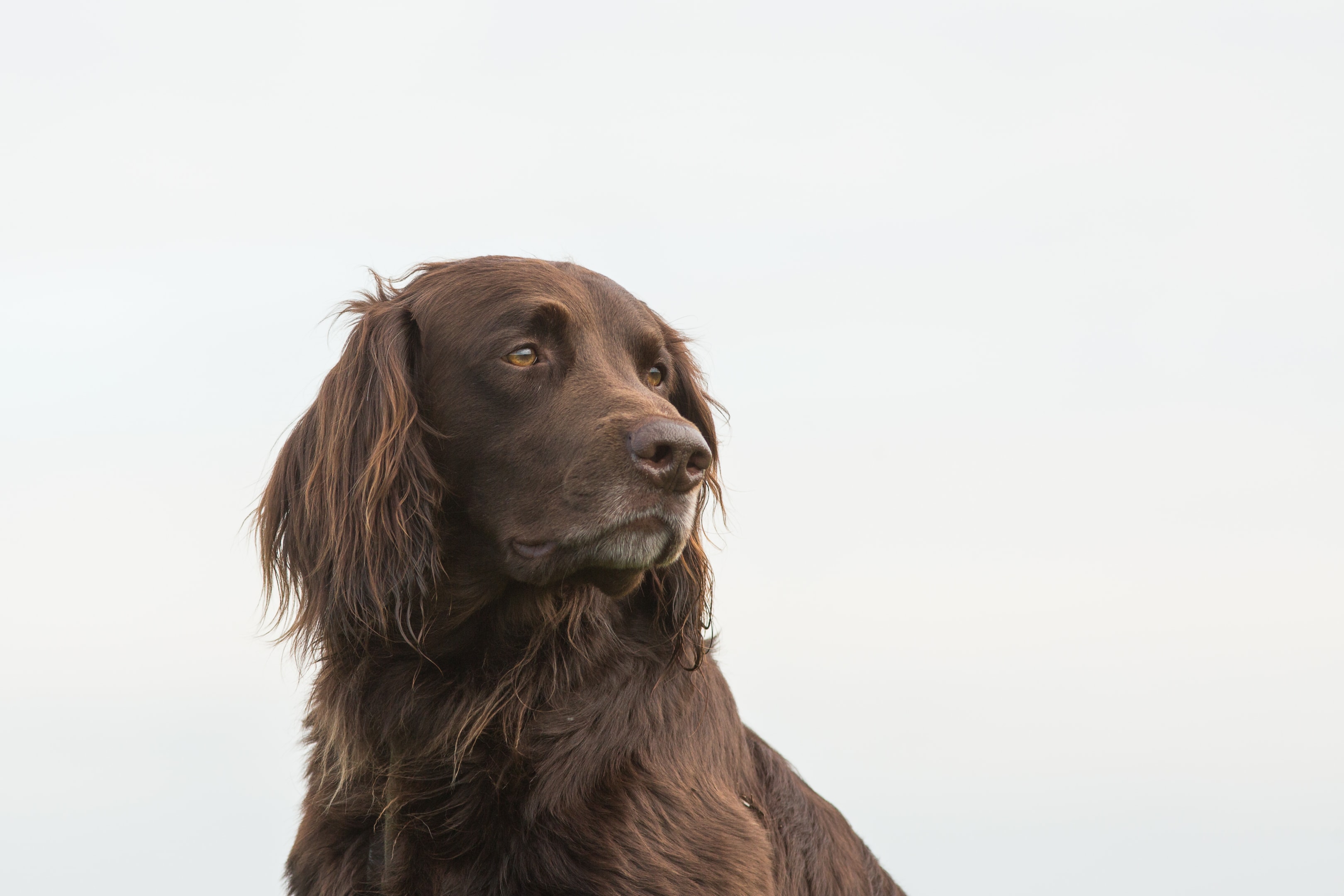 German Longhaired Pointer - FurLyfe!