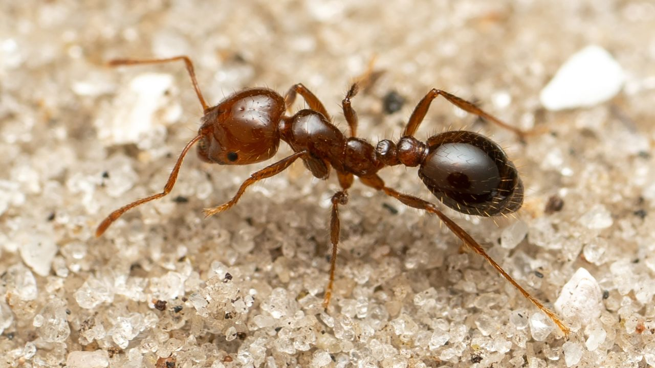 Unveiling the Mystery: Discovering the Appearance of Fire Ants
