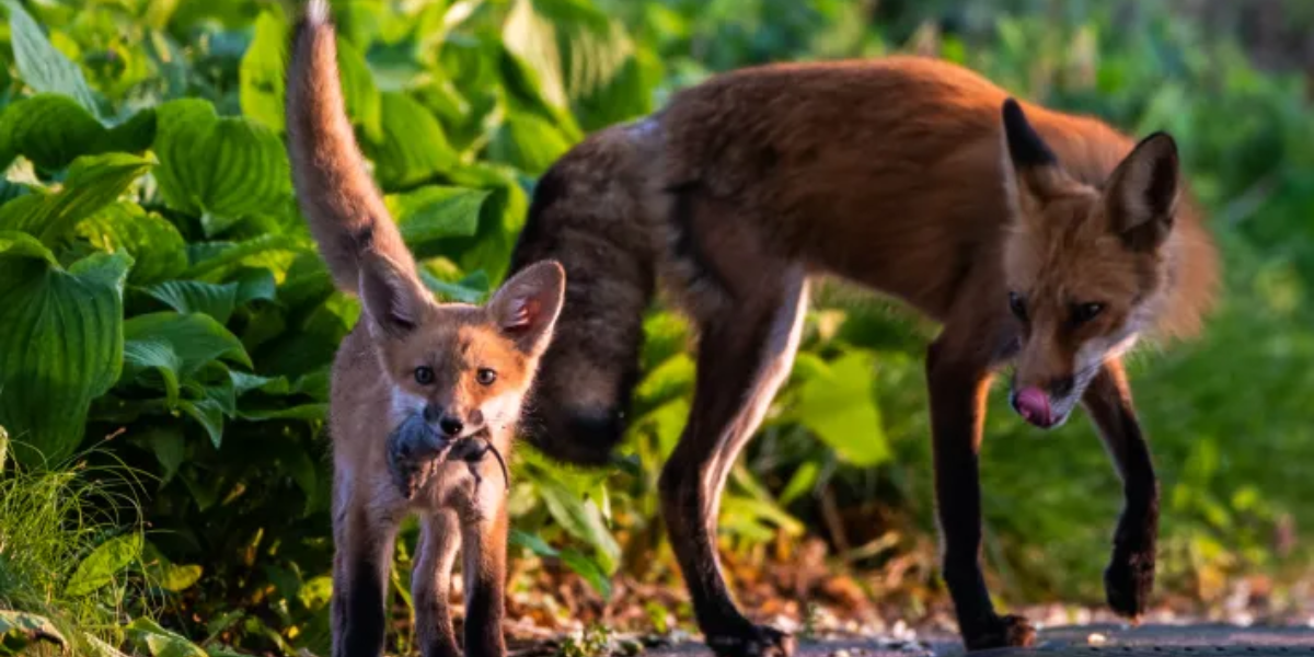 Discover Unique And Interesting Animals In Kentucky