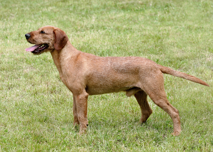 Discover The 5 Best Austrian Dog Breeds (With Pictures)