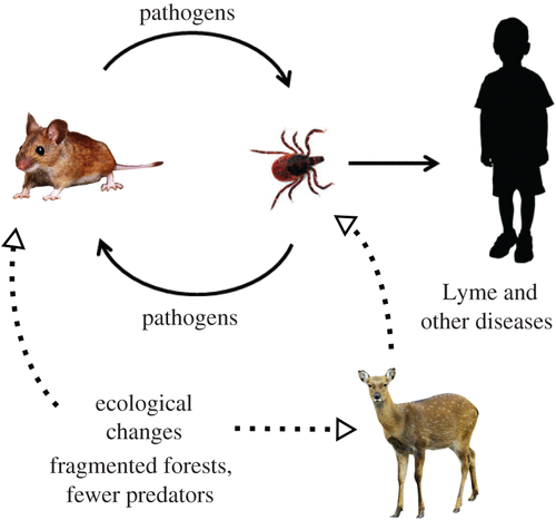 Deadly Diseases Carried by Mice: Beware of Unwanted Roommates