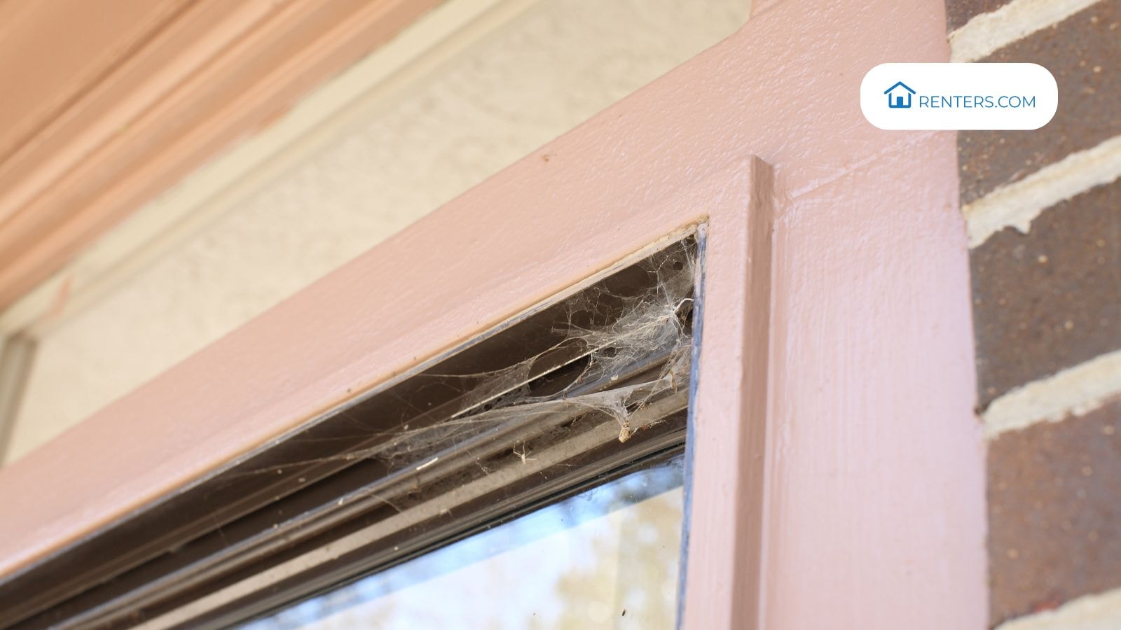 How Do Spiders Get in the House? Entry Points Explained