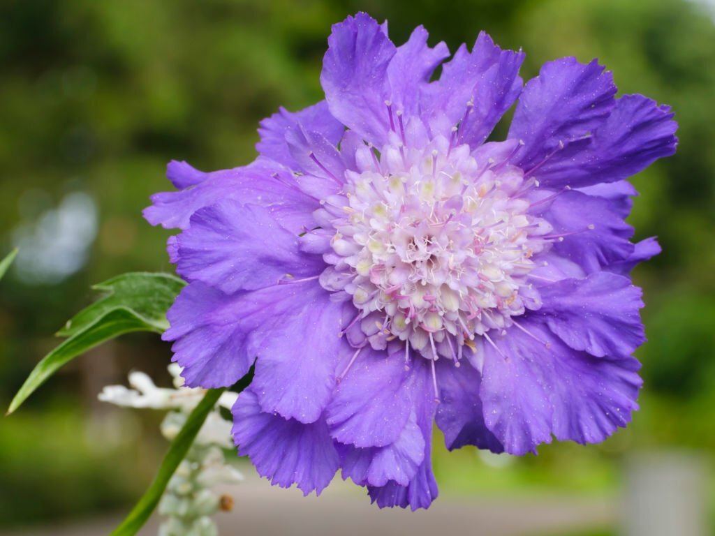 🌹20 Exquisite Flowers that Start with K