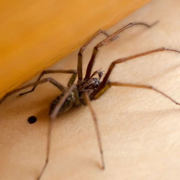 Unveiling the Myth: Can Spiders Fart? | Astonishing Discoveries