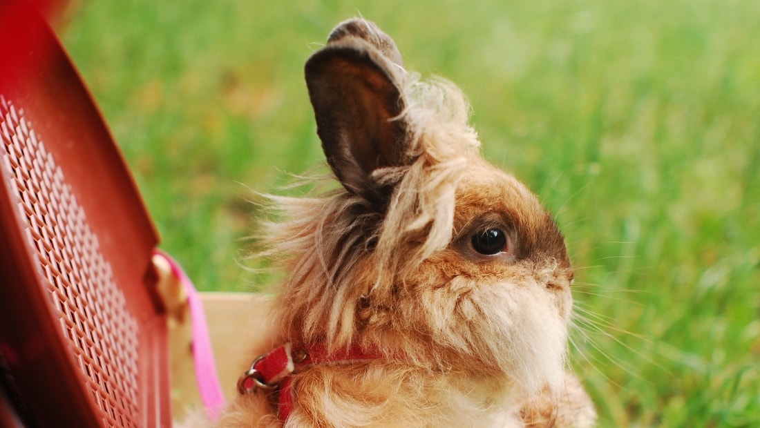 Rabbit Sneezing: Causes, Symptoms, and Treatment Options - Everbreed