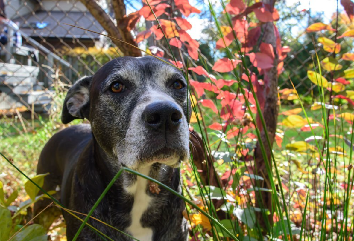 Boxador Breed Pictures, Lifespan, FAQs, Care: Total Breed Overview