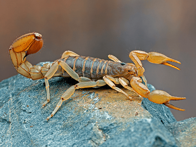 Unveiling the Size of Scorpions in Las Vegas: Surprising Facts Revealed!