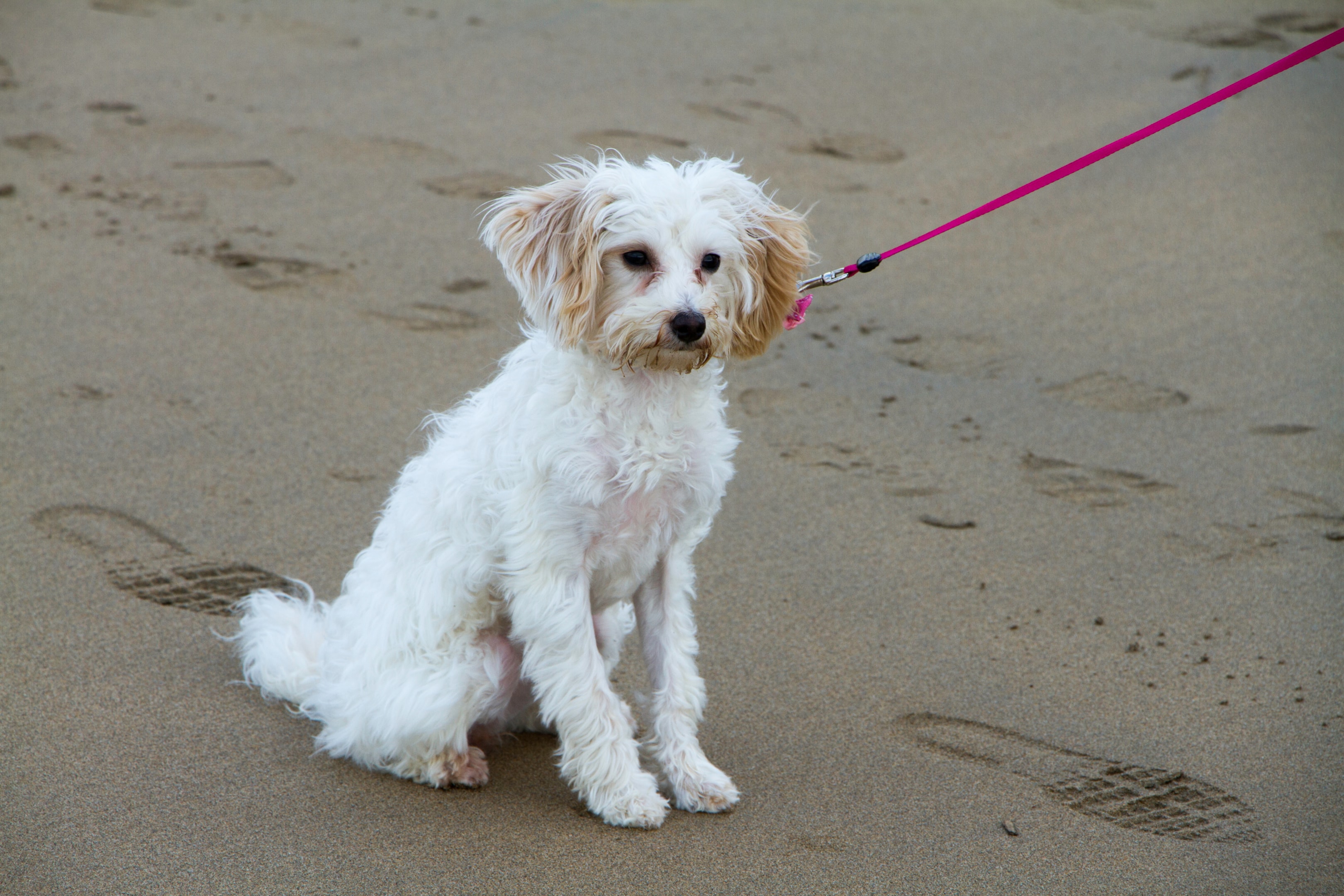 Cavachon: The Cavalier King Charles Spaniel and Bichon Frise Mixed ...